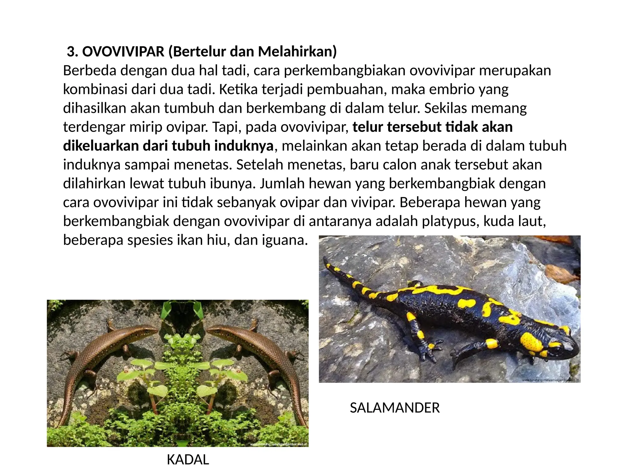 PPT BIO mengenai sistem reproduksi pada hewan.pptx