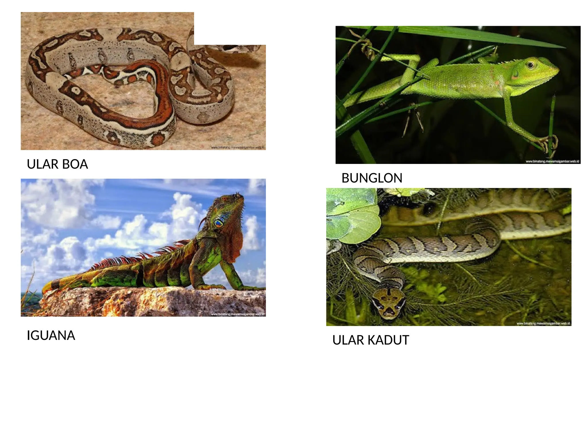 PPT BIO mengenai sistem reproduksi pada hewan.pptx
