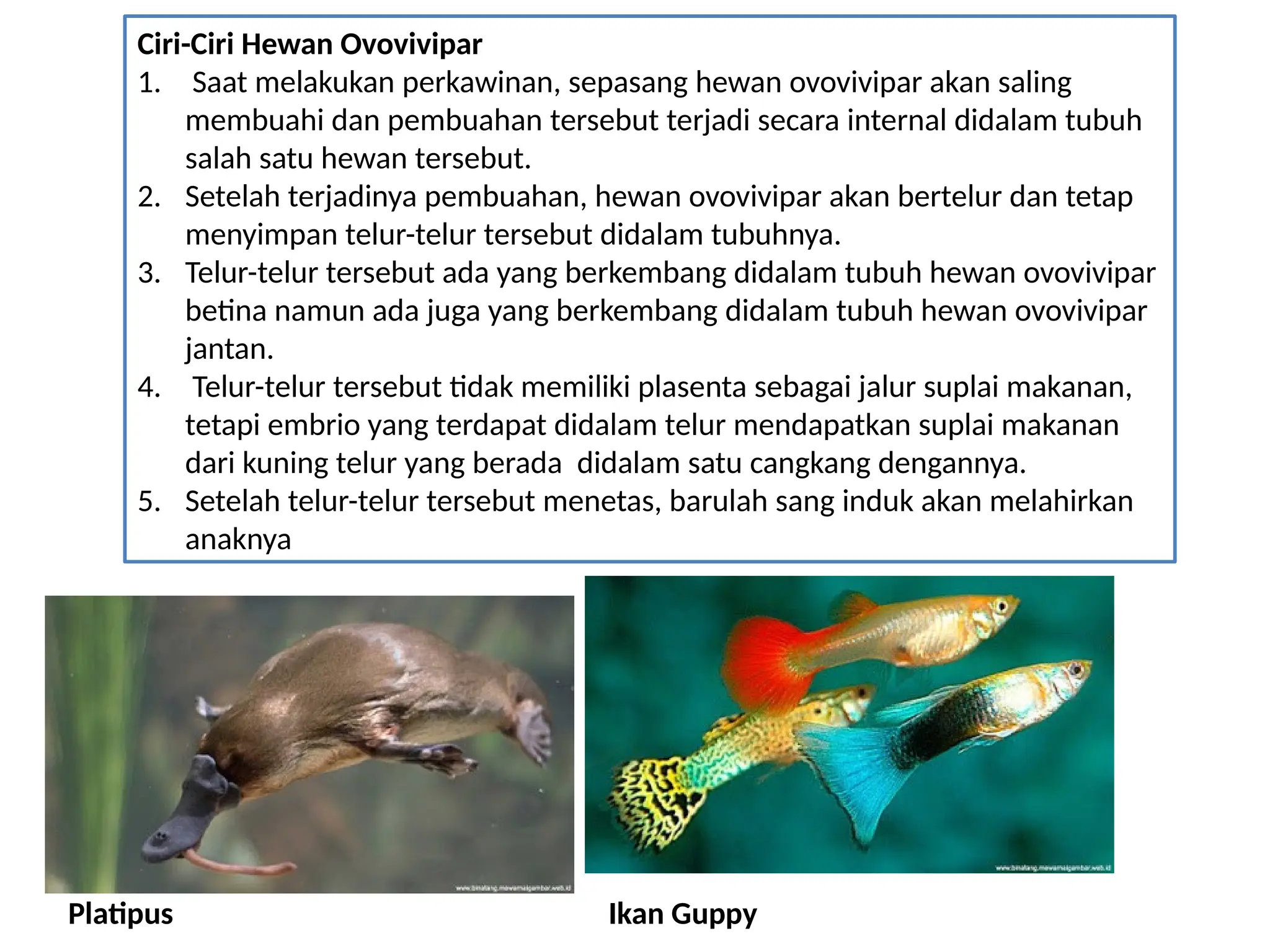PPT BIO mengenai sistem reproduksi pada hewan.pptx