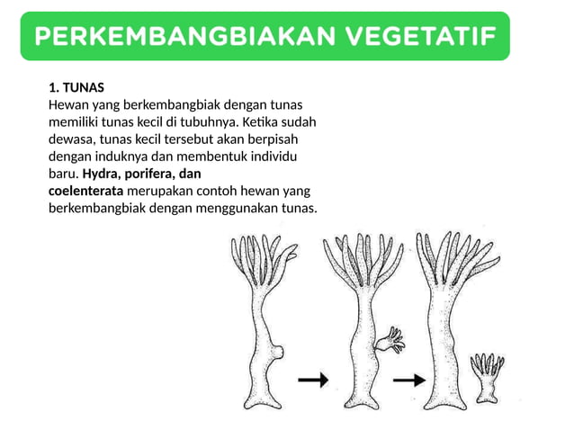 PPT BIO mengenai sistem reproduksi pada hewan.pptx