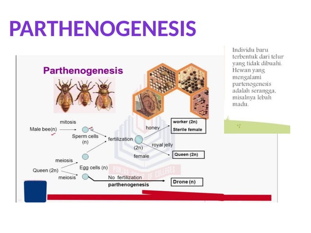PPT BIO mengenai sistem reproduksi pada hewan.pptx