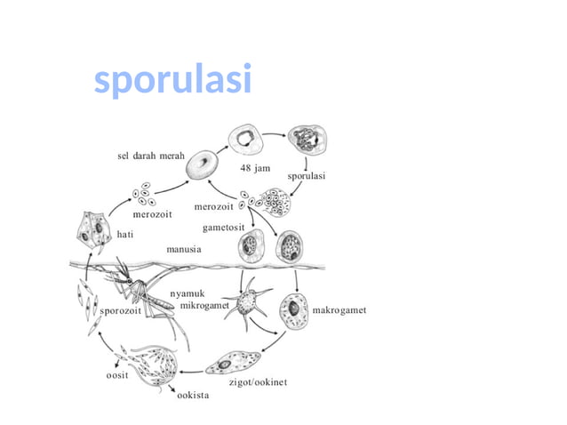 PPT BIO mengenai sistem reproduksi pada hewan.pptx