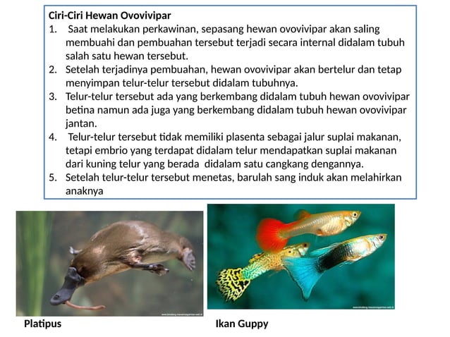PPT BIO mengenai sistem reproduksi pada hewan.pptx