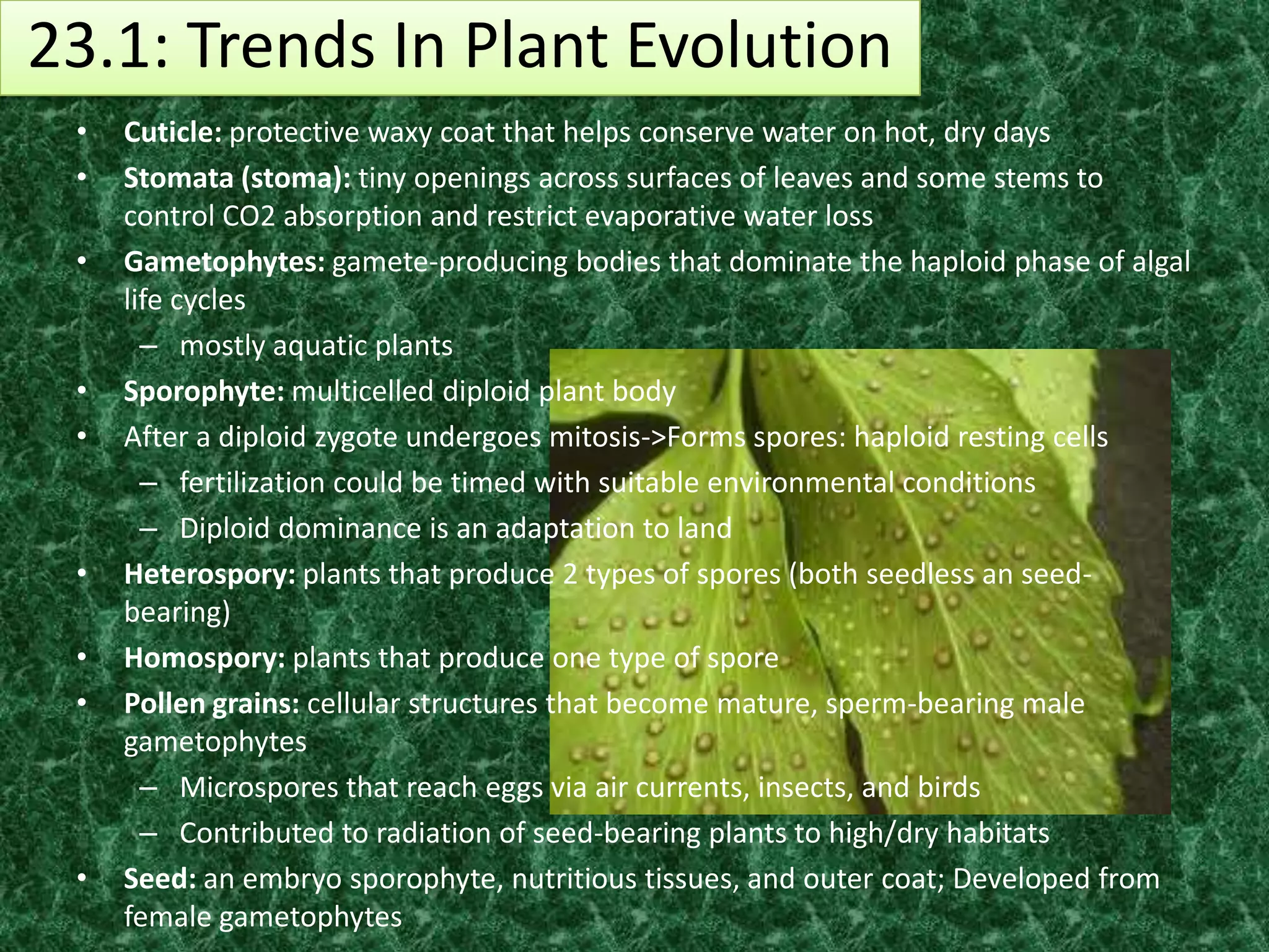 Introduction to Plants PPT | PPT