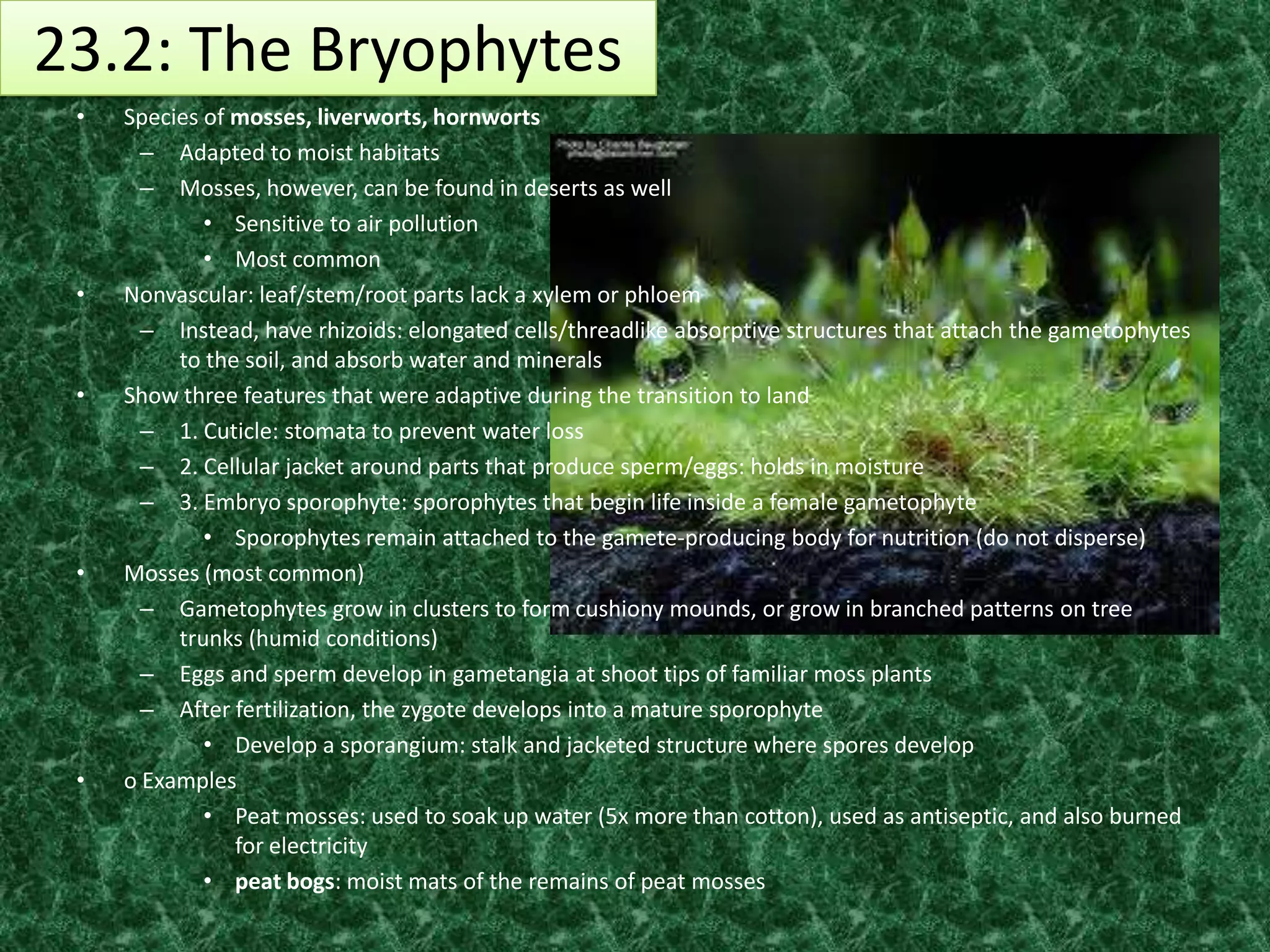Introduction to Plants PPT | PPTX