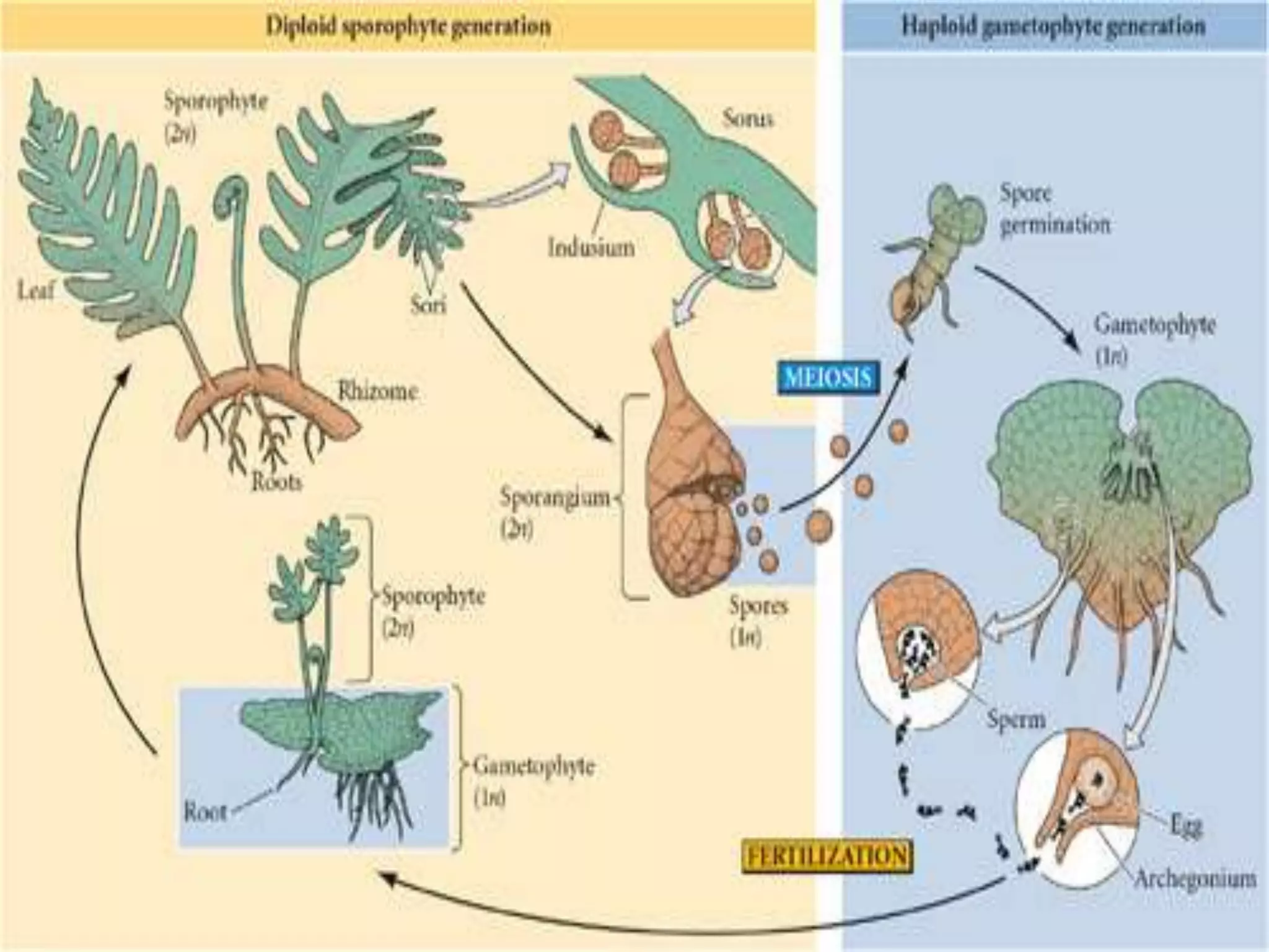 Introduction to Plants PPT | PPTX