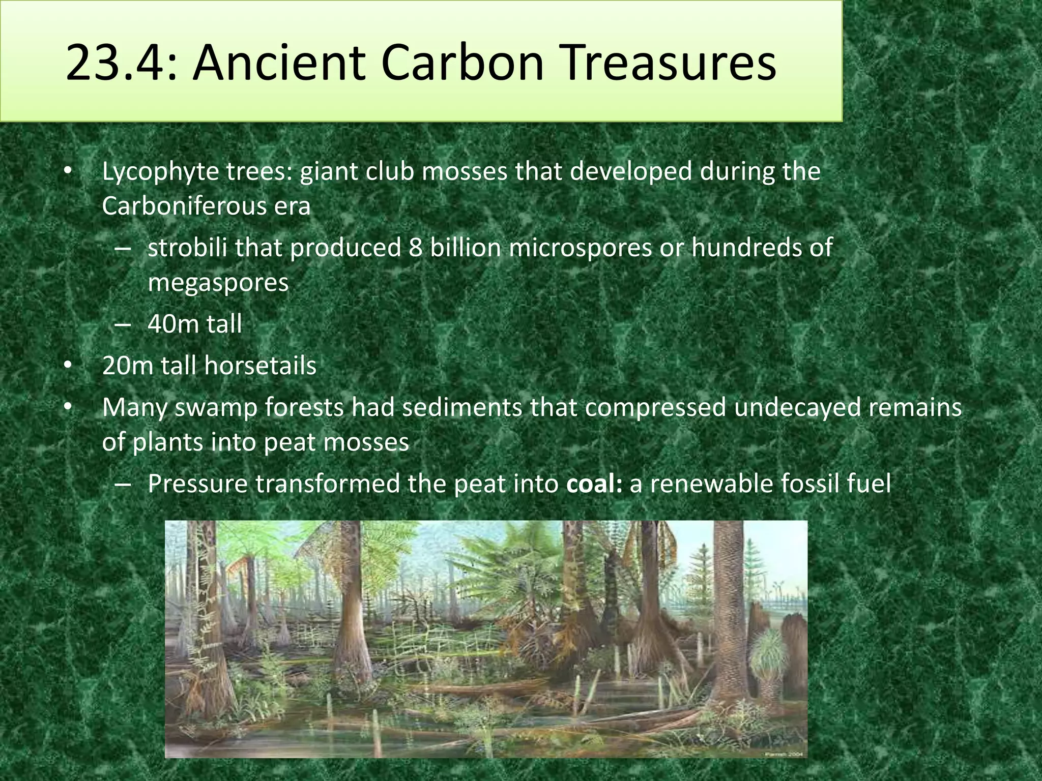Introduction to Plants PPT | PPTX