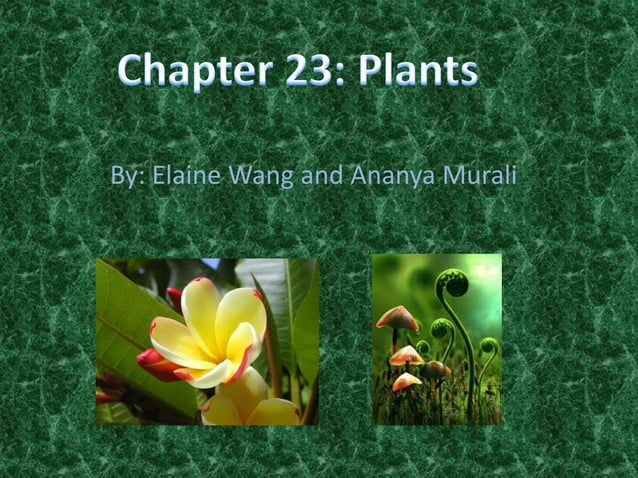 Introduction to Plants PPT | PPTX