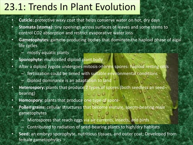 Introduction to Plants PPT | PPTX