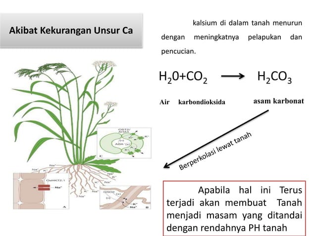 Ppt bioanorganik unsur ca | PPT