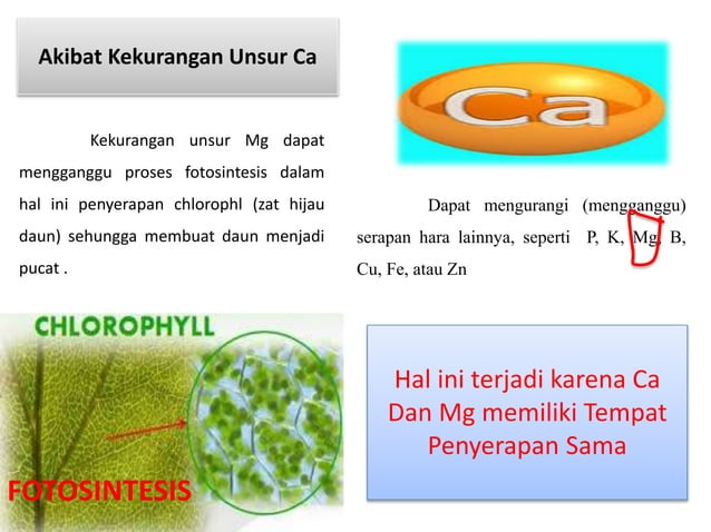 Ppt bioanorganik unsur ca | PPT