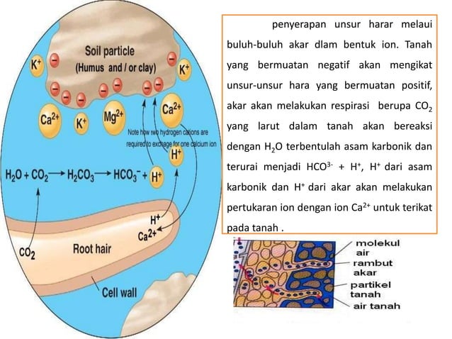 Ppt bioanorganik unsur ca | PPT
