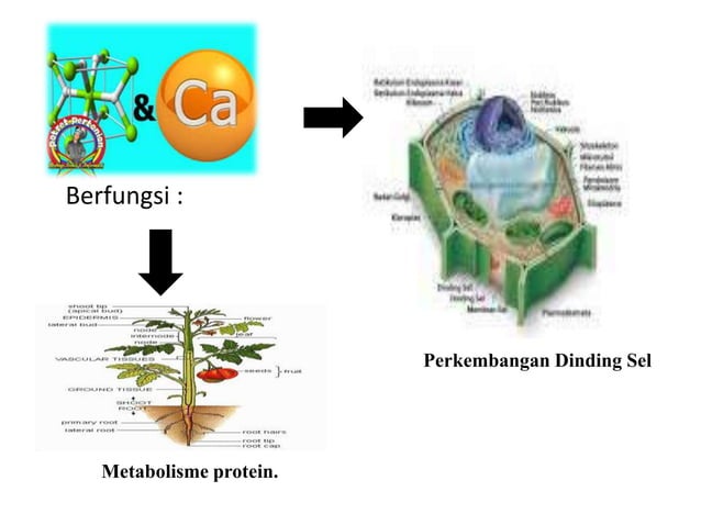 Ppt bioanorganik unsur ca | PPT