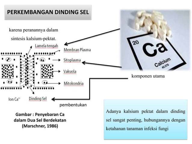 Ppt bioanorganik unsur ca | PPT