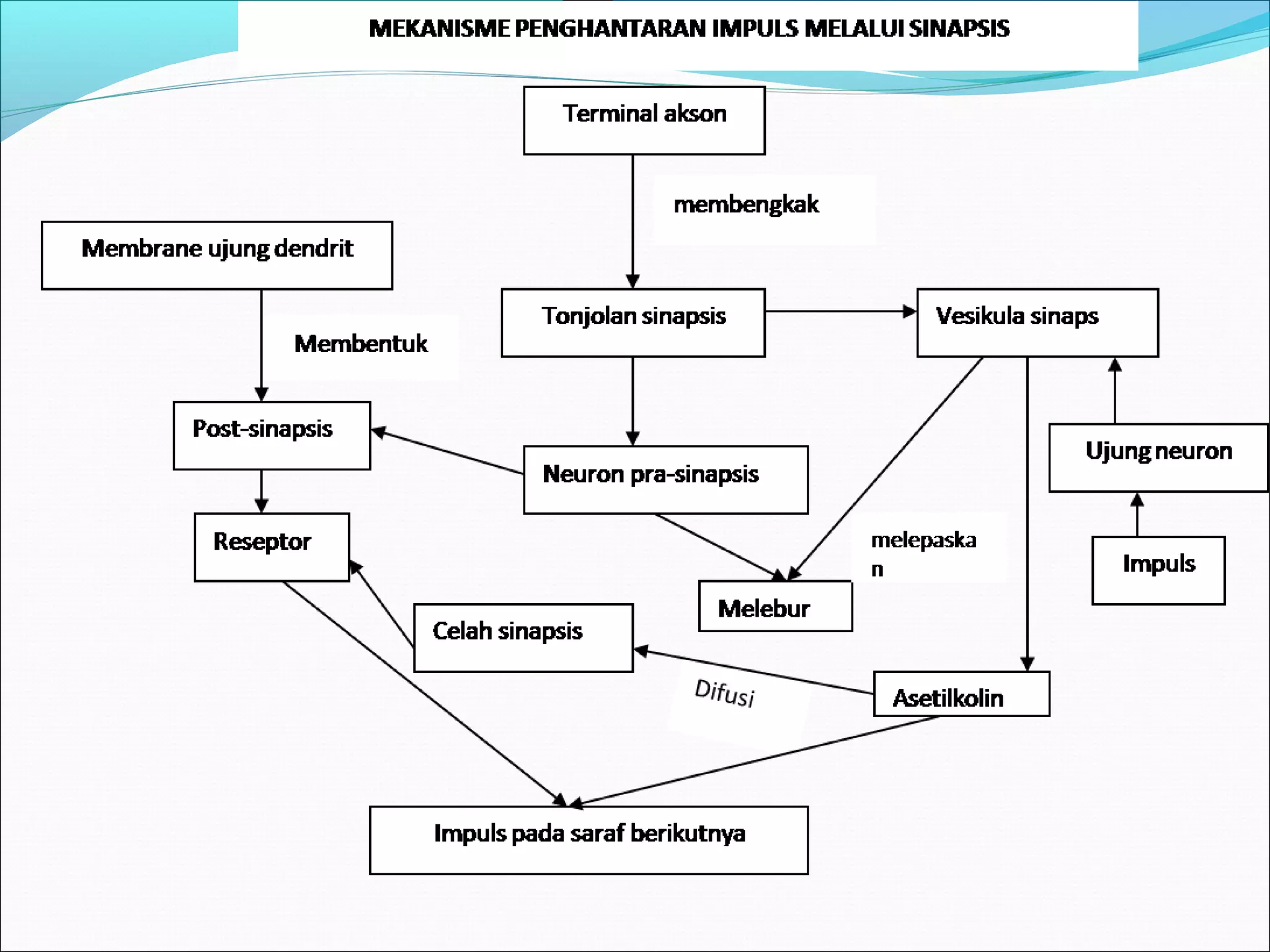PPT BIOLOGI SISTEM SARAF & INDRA | PPT