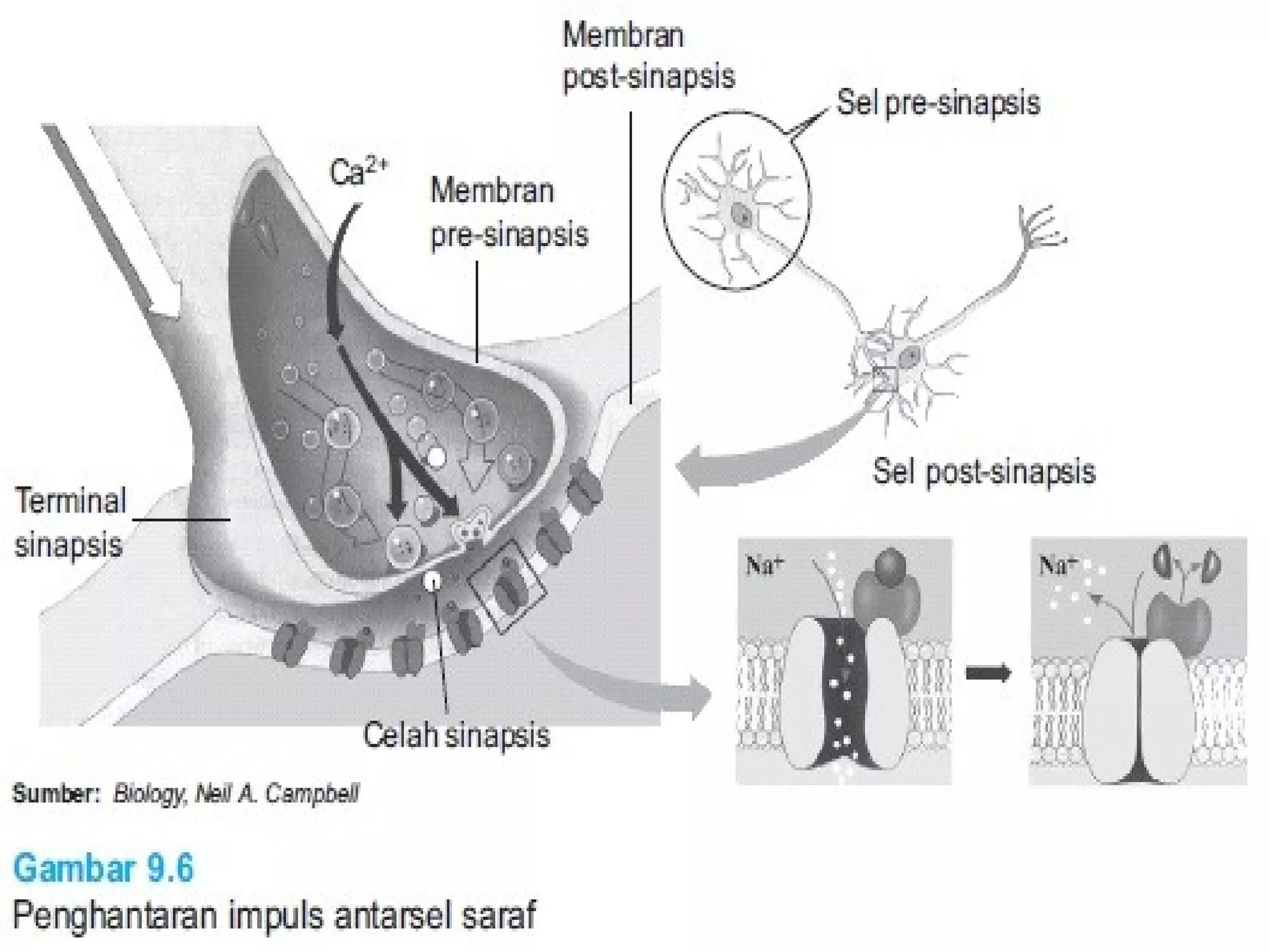PPT BIOLOGI SISTEM SARAF & INDRA | PPT