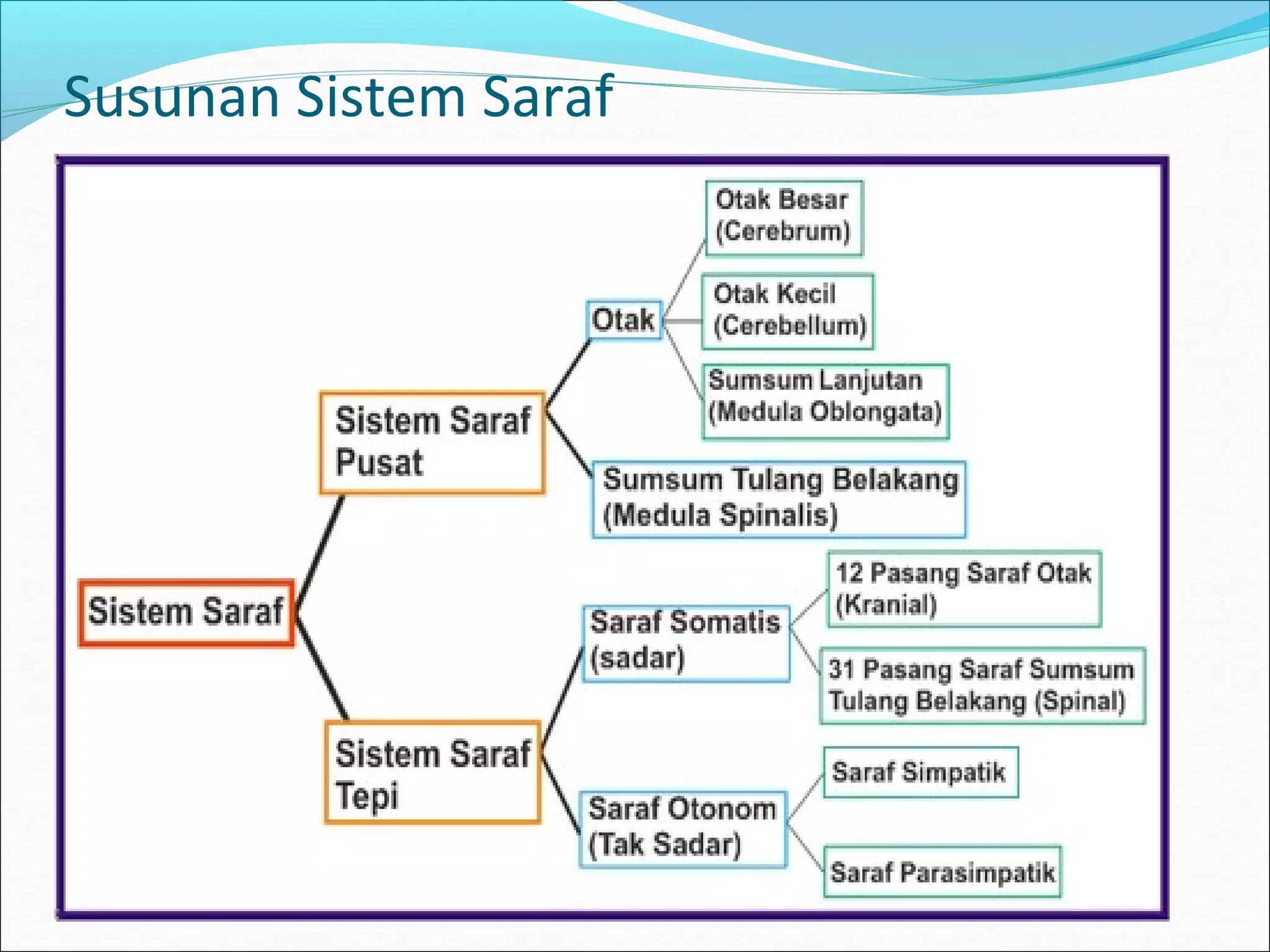 PPT BIOLOGI SISTEM SARAF & INDRA | PPT