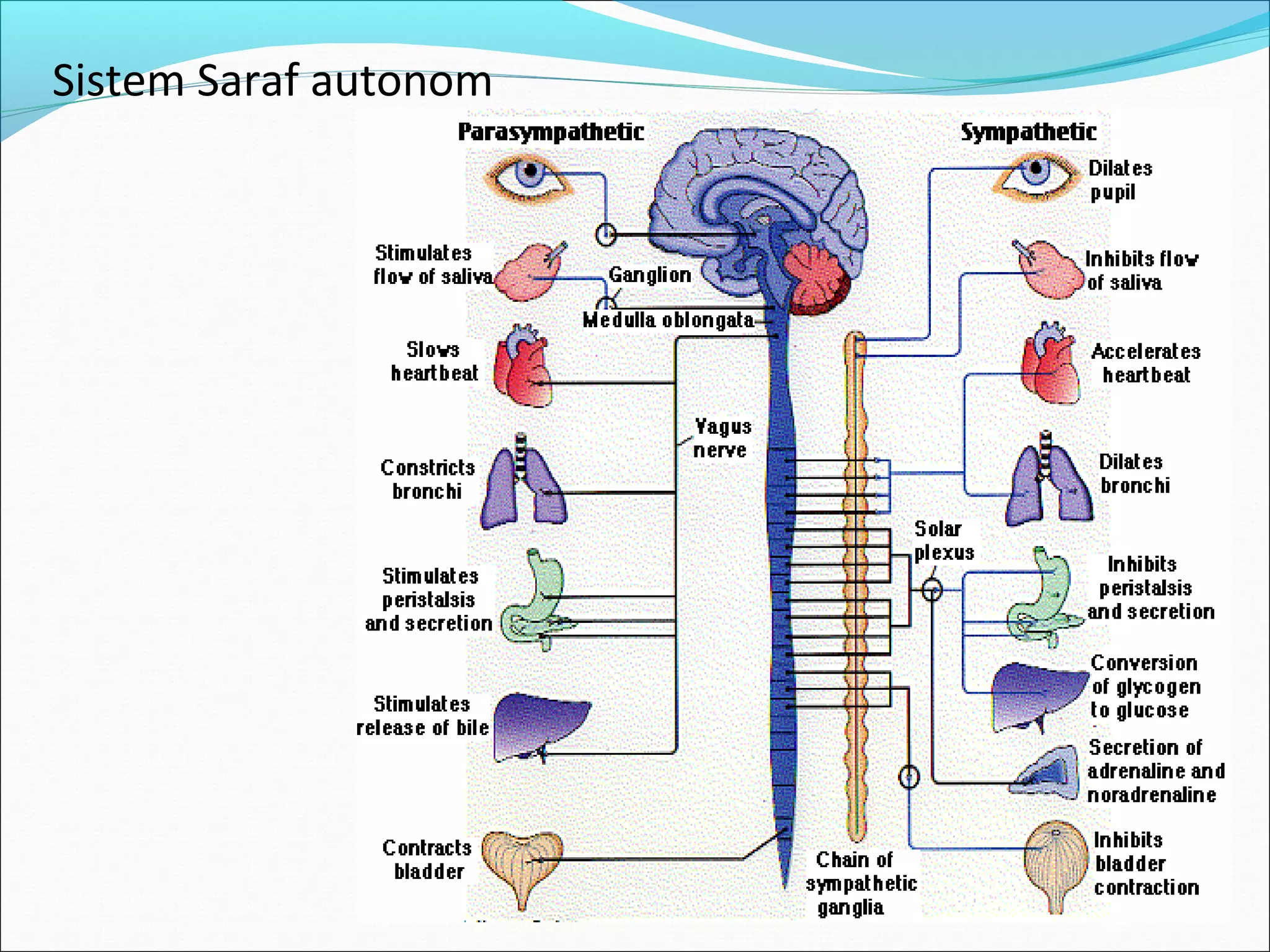 PPT BIOLOGI SISTEM SARAF & INDRA | PPT