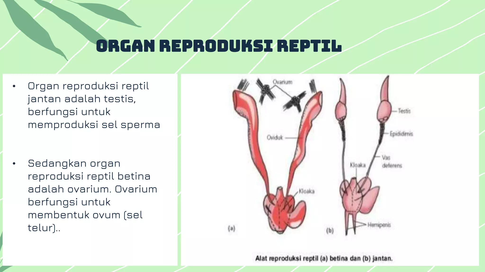 Biologi DAsar | PPTX
