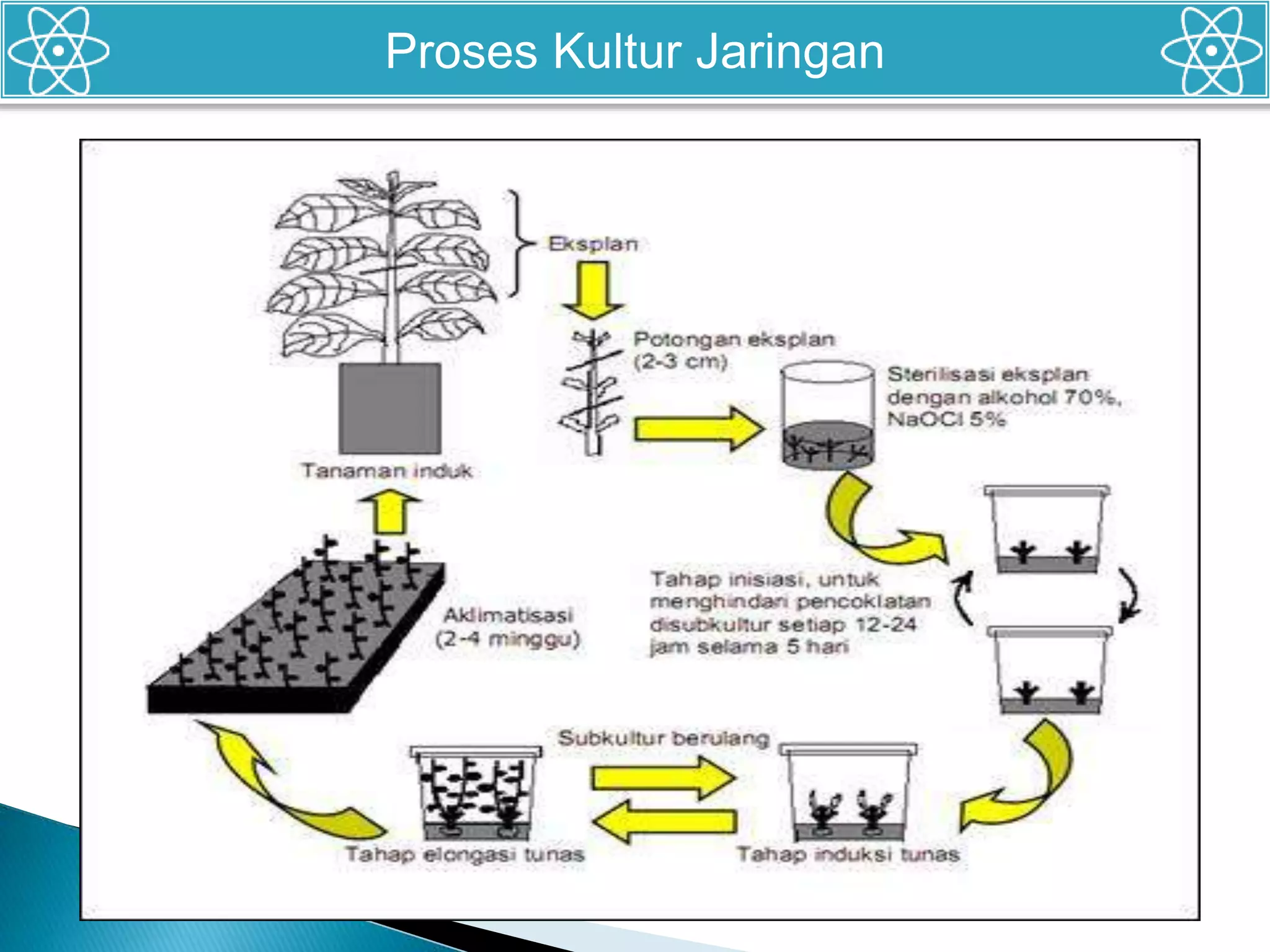 Ppt Biologi Dasar Kultur jaringan | PPTX