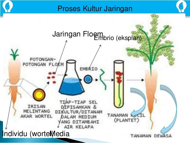 Ppt Biologi Dasar Kultur jaringan