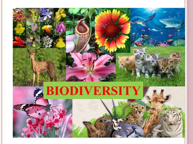 Biodiversity | PPT