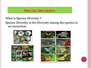 Biodiversity | PPT