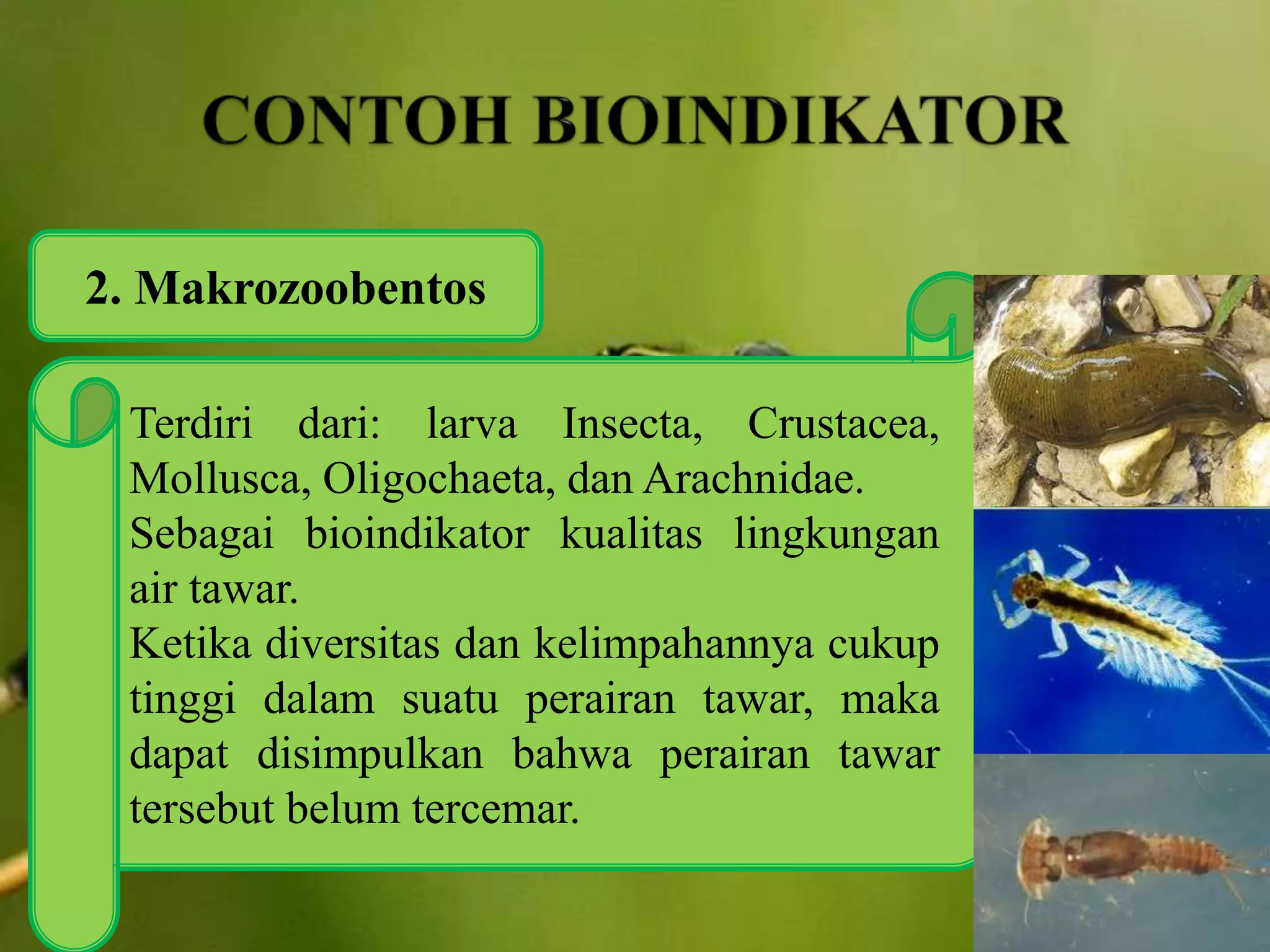 PPT bioindikator | PPTX