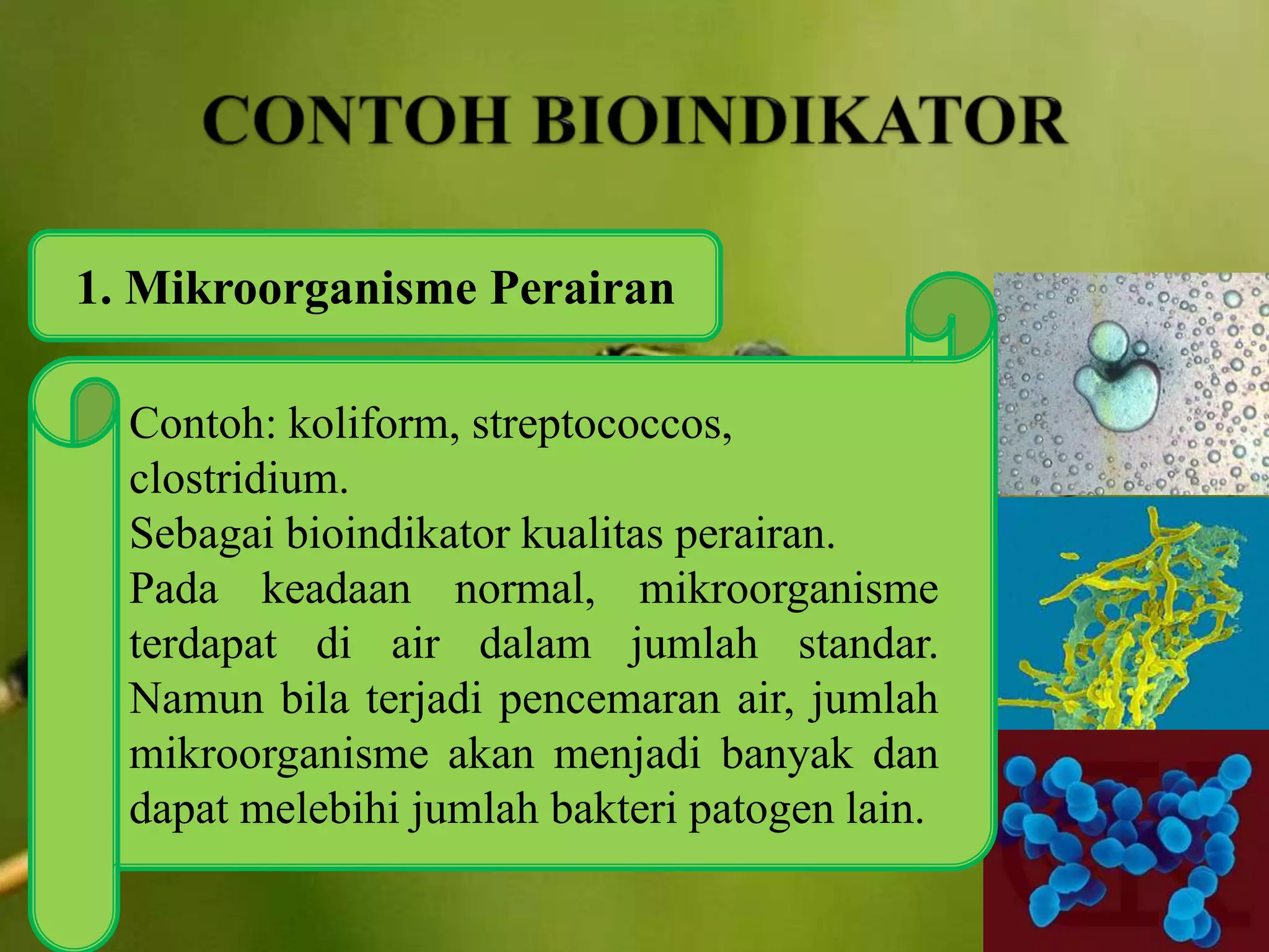 PPT bioindikator | PPTX
