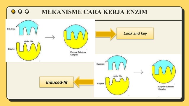 ppt biokim enzim-2.pptx