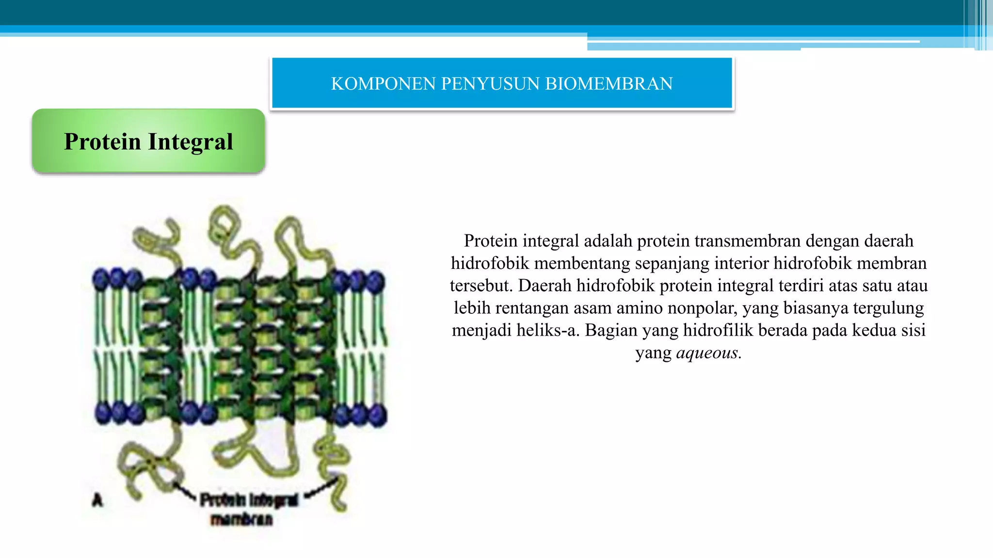 Ppt biokimia i_biomembran_ | PPTX