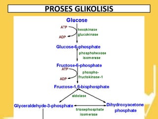 Biokimia Glikolisis | PPT