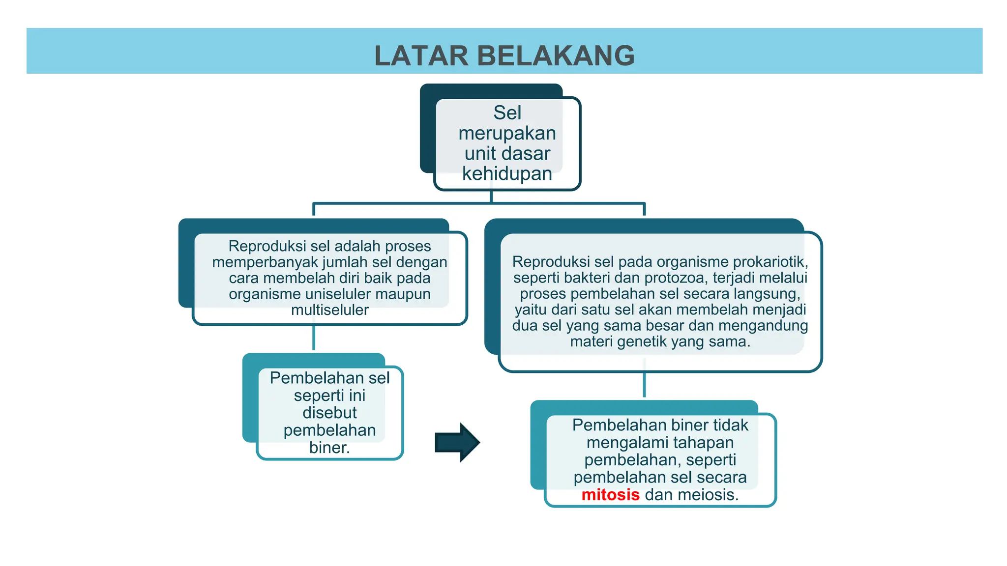 Proses terjadinya mitosis pada sel hewan | PPTX