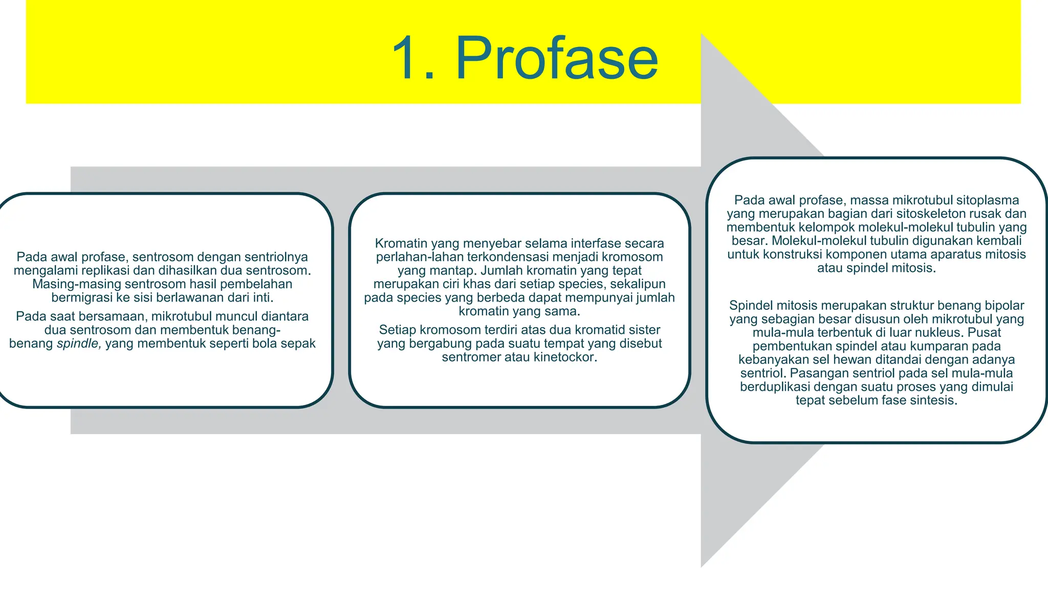 Proses terjadinya mitosis pada sel hewan | PPTX