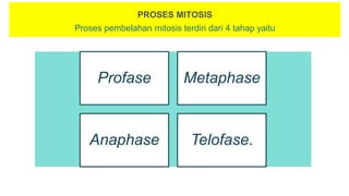 Proses terjadinya mitosis pada sel hewan | PPTX