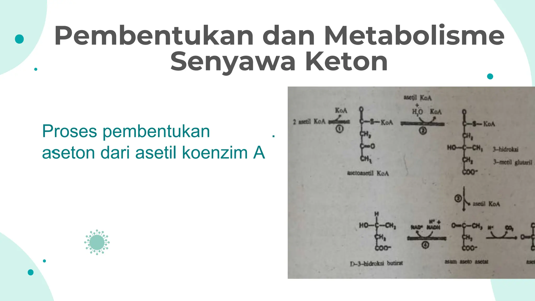 Metabolisme Lipid biokimia semester 5 3.pptx