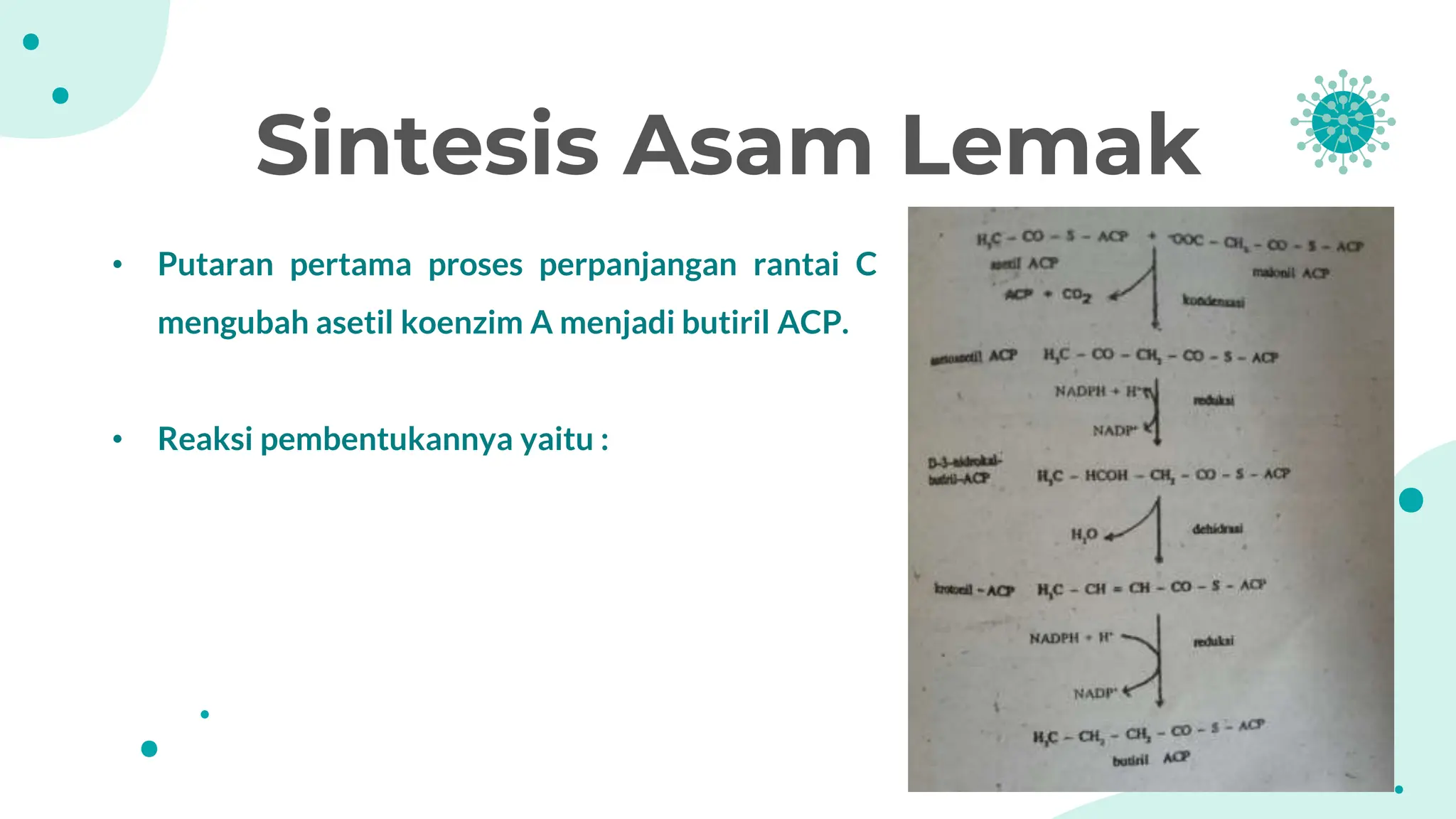 Metabolisme Lipid biokimia semester 5 3.pptx