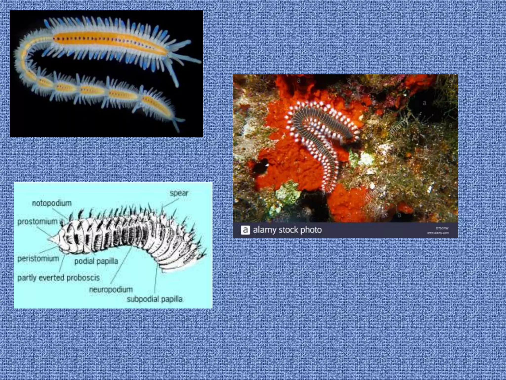 PPT biologi tentang klasifikasi hewan Annelida | PPTX