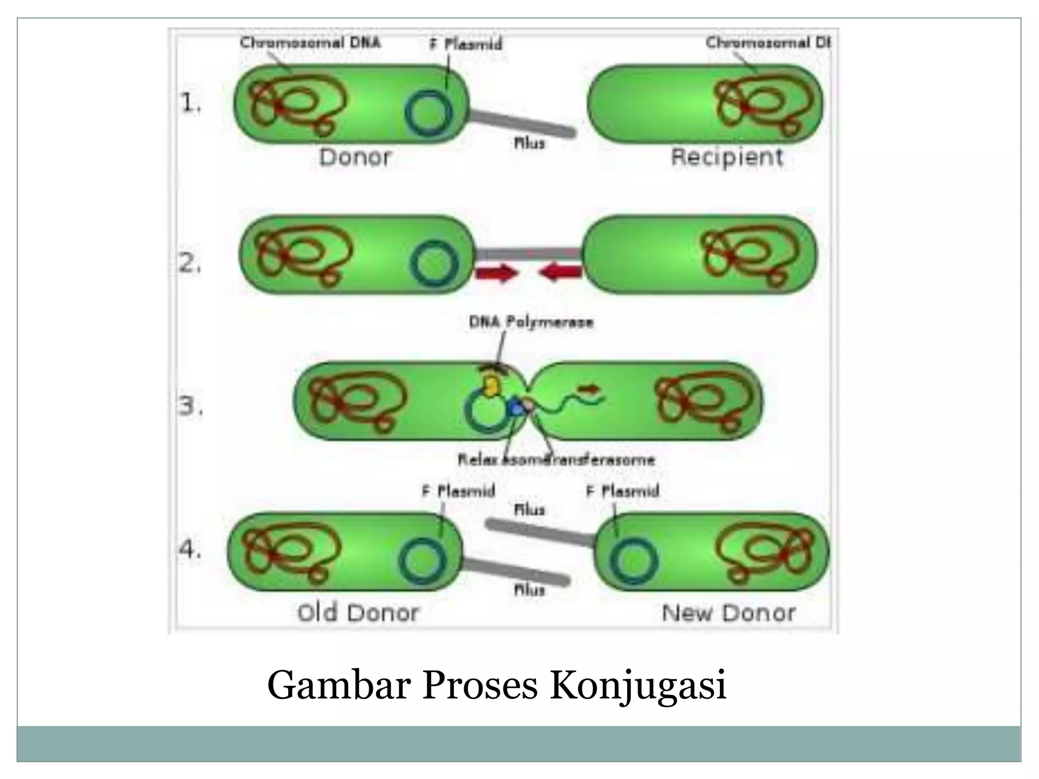 reproduksi bakteri kelas sepuluh | PPTX