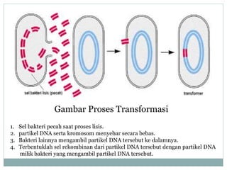 reproduksi bakteri kelas sepuluh | PPT