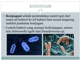 reproduksi bakteri kelas sepuluh | PPT