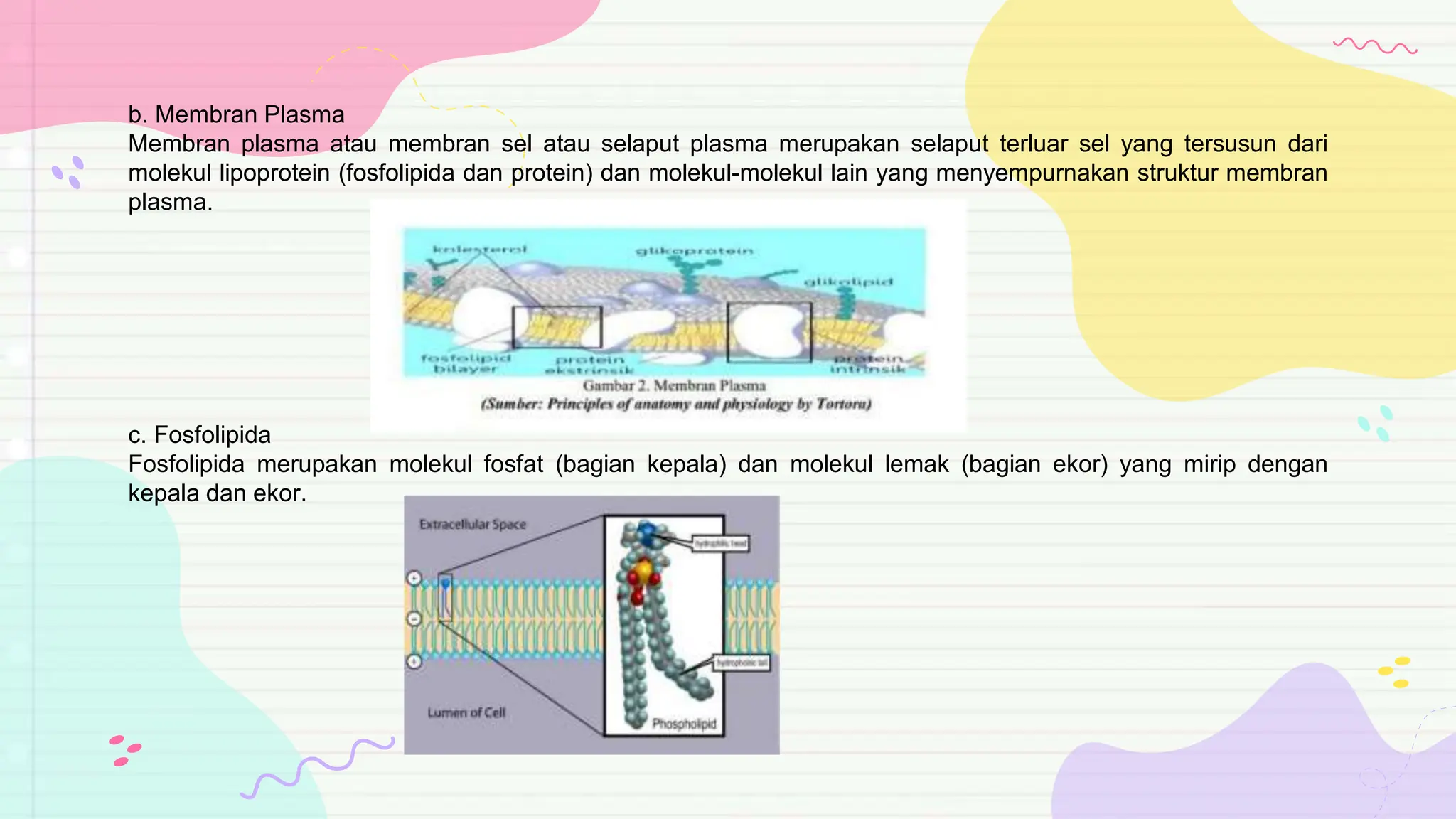 Ppt Biologi Pptx Pendidikan Matematika Semester 2 Ppt