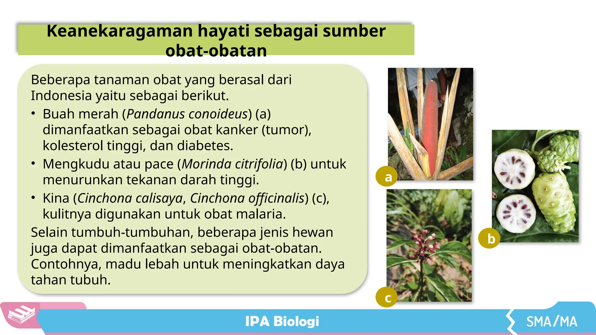 PPT BIOLOGI - KEANEKARAGAMAN HAYATI.pptx