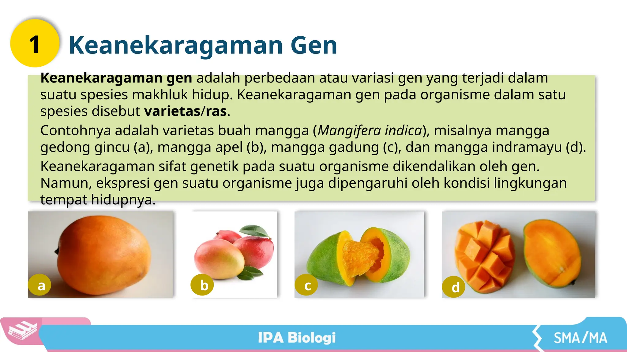 PPT BIOLOGI - KEANEKARAGAMAN HAYATI.pptx