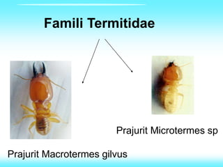 Ppt biologi rayap | PPTX