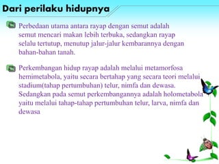 Ppt biologi rayap | PPTX