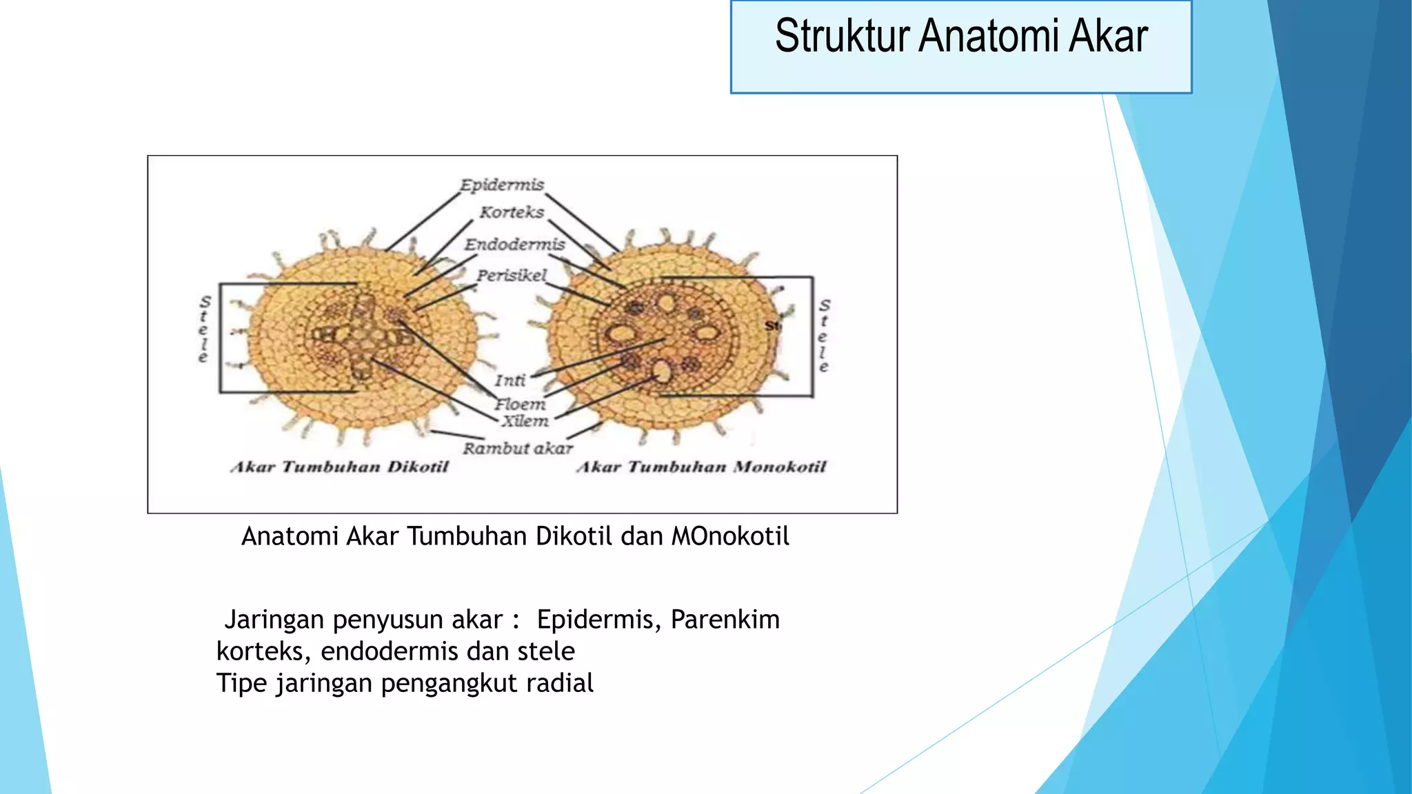 BIOLOGI M2KB2 | PPTX