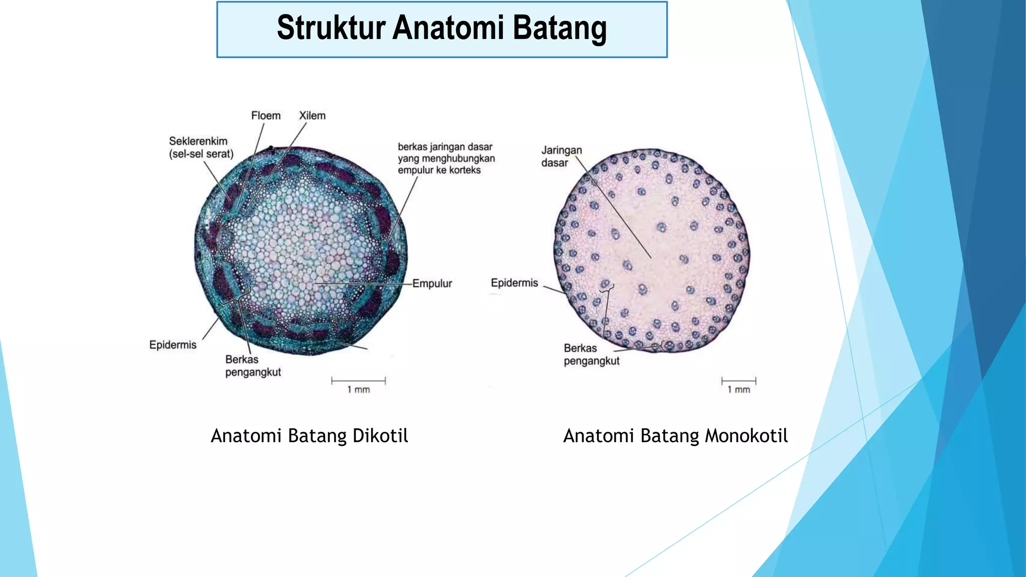 BIOLOGI M2KB2 | PPT