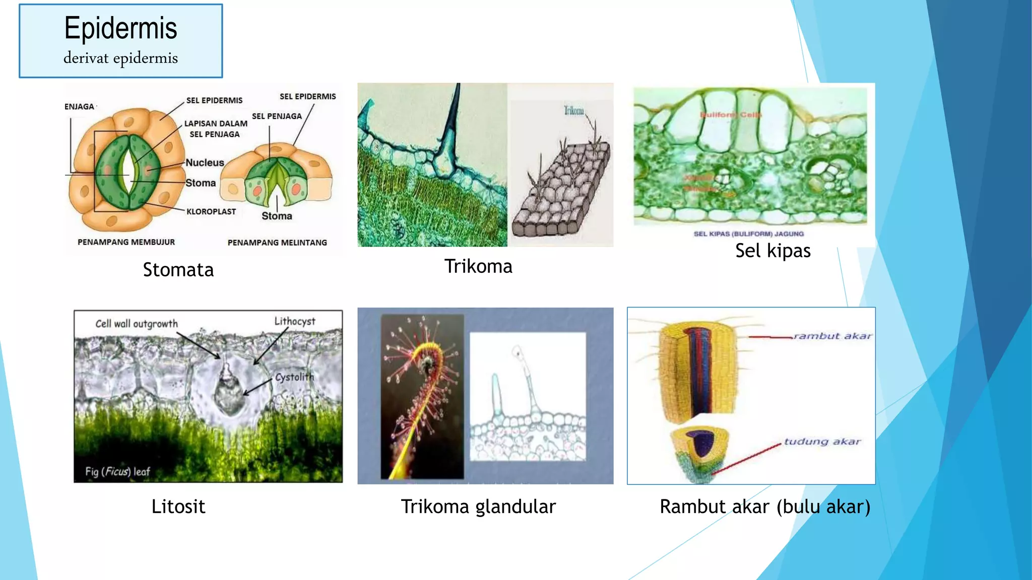 BIOLOGI M2KB2 | PPTX