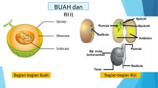 BIOLOGI M2KB2 | PPTX